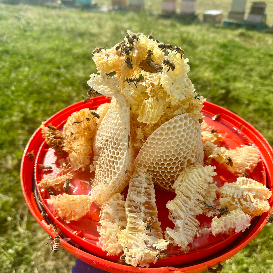 Honey-Makers – The Lady May